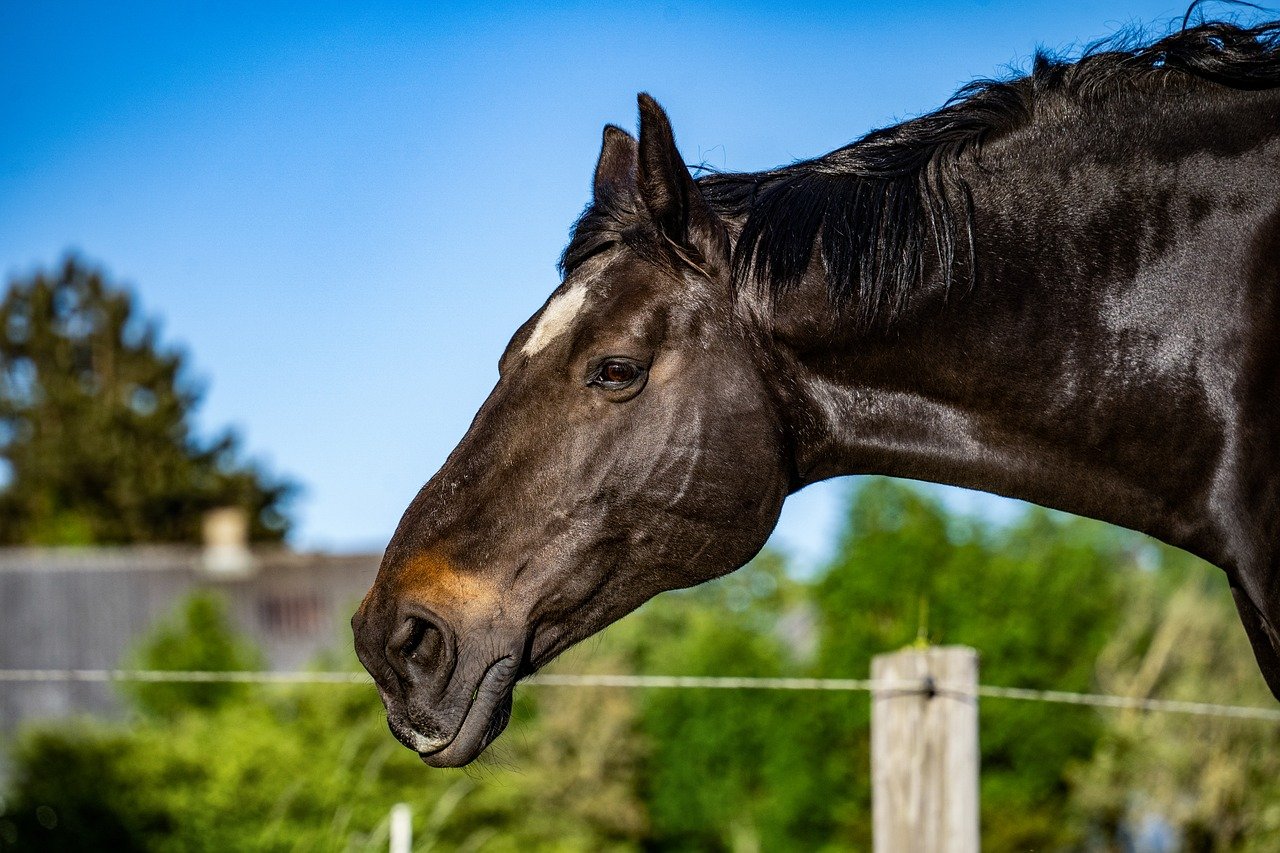 The 8 Best Horse Breeds for Racing - Total Horse Channel | Equestrian TV