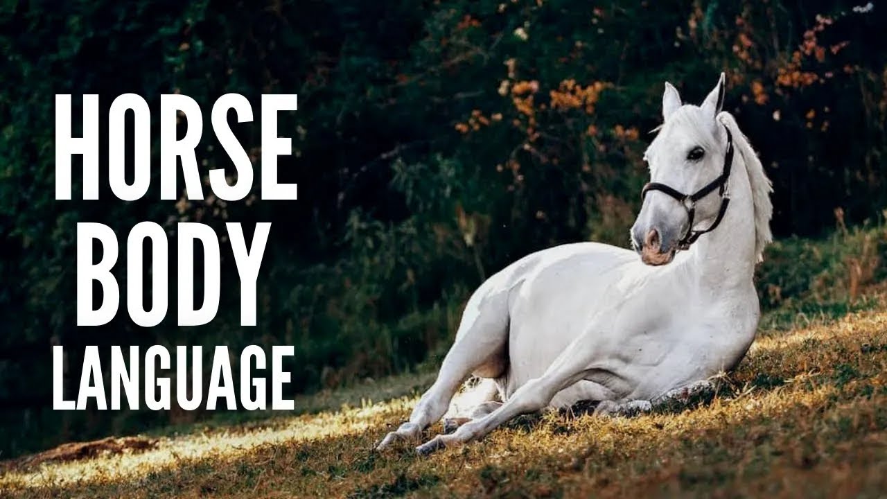 Horse Body Language: 20 Things to Look For - Total Horse Channel ...