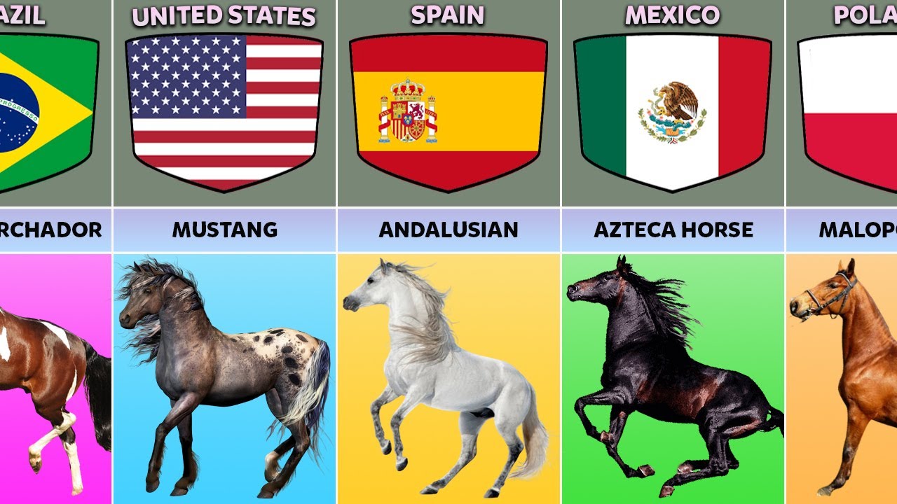 Horse Breeds From Different Countries - Total Horse Channel | Equestrian TV