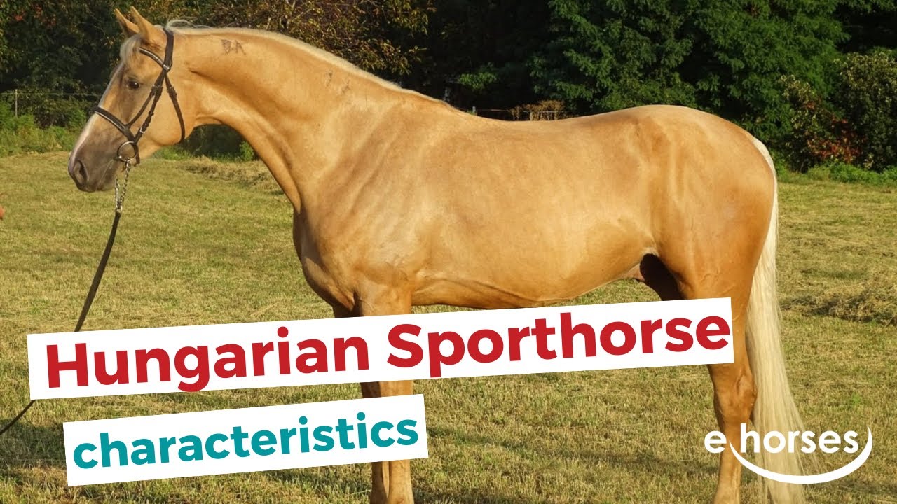 Hungarian Sport Horse | characteristics, origin & disciplines – Total ...