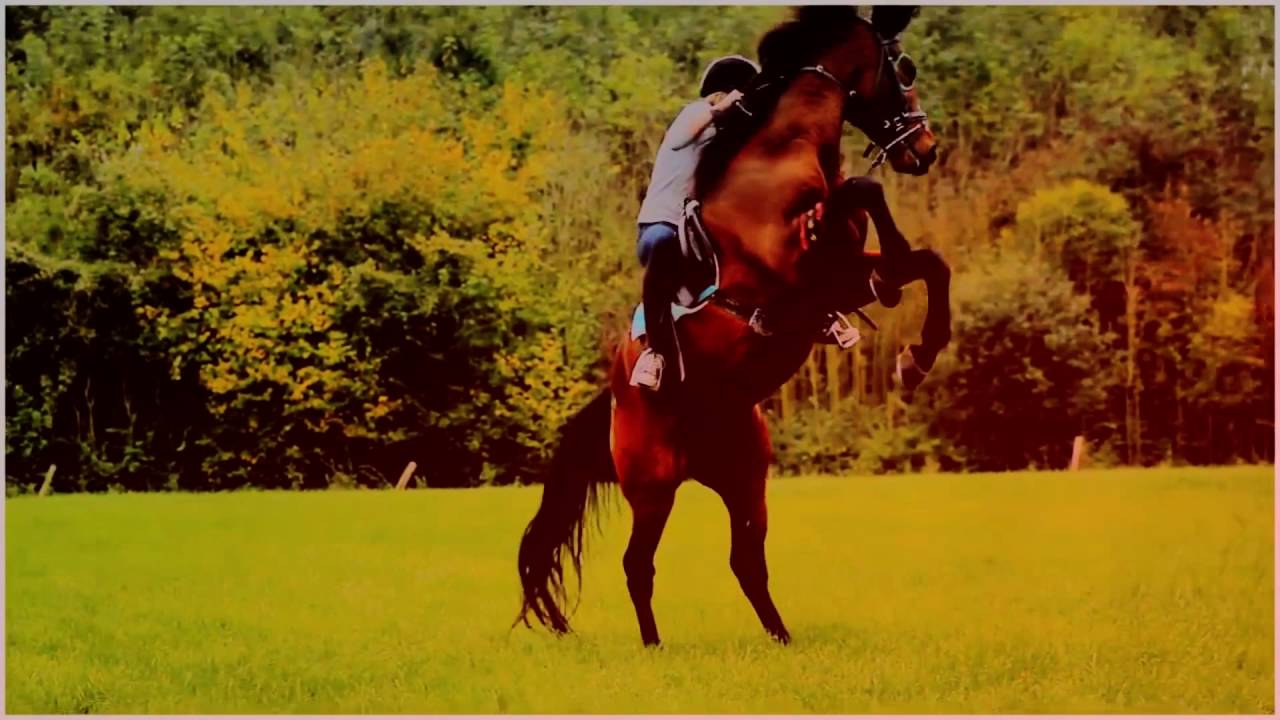 I CAN | Equestrian Motivation - Total Horse Channel | Equestrian TV