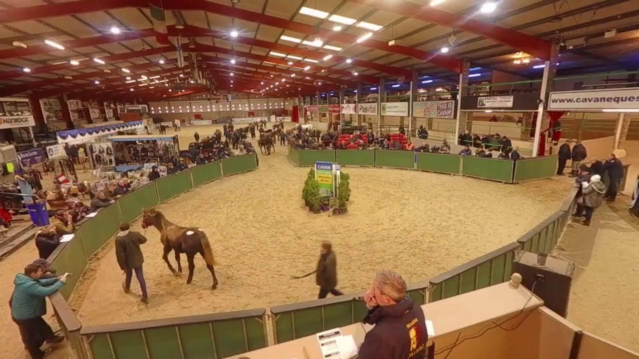 Irish Draught Sale, Cavan Equestrian Centre - Total Horse Channel ...
