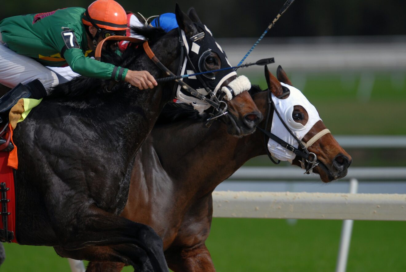 Horse ‍ ‌‍ ‍‌ ‍ ‌‍ ‍‌ Racing Statistics for Beginners – Total Horse ...