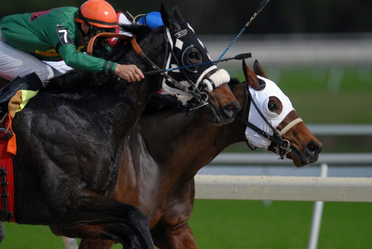Horse ‍ ‌‍ ‍‌ ‍ ‌‍ ‍‌ Racing Statistics for Beginners – Total Horse ...