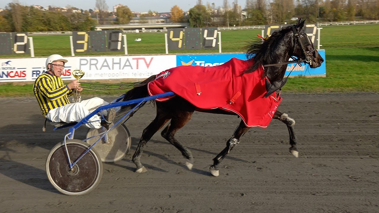 klusáci Chuchle Arena Praha – 2. 9. 2023 - Total Horse Channel ...