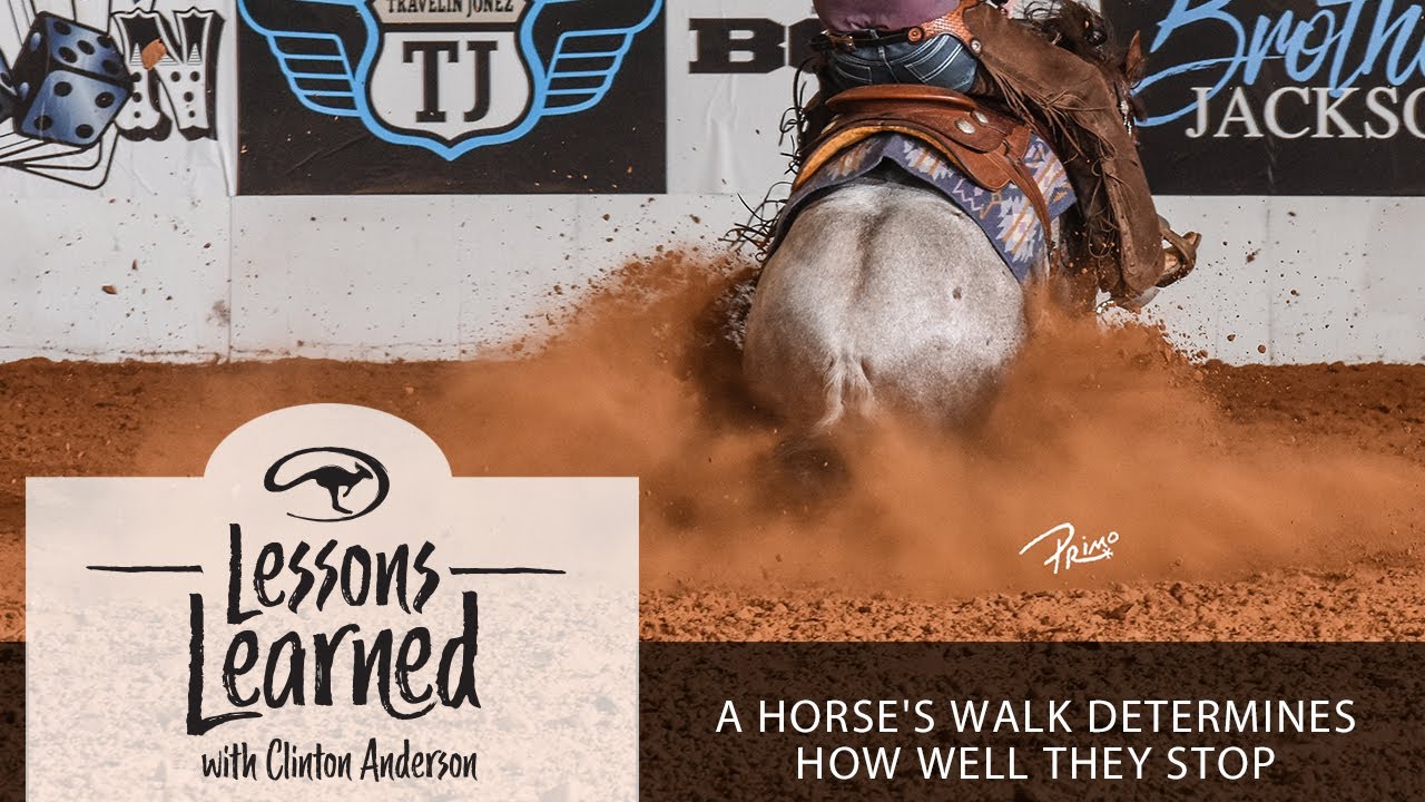 Lessons Learned: A Horse’s Walk Determines How Well They Stop - Total ...