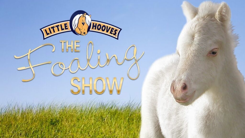 LIVE Events - Total Horse Channel | Equestrian TV