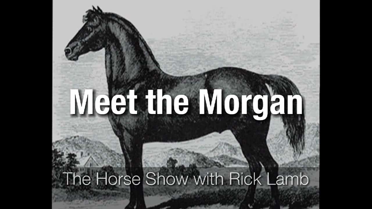 Meet the Morgan - Total Horse Channel | Equestrian TV