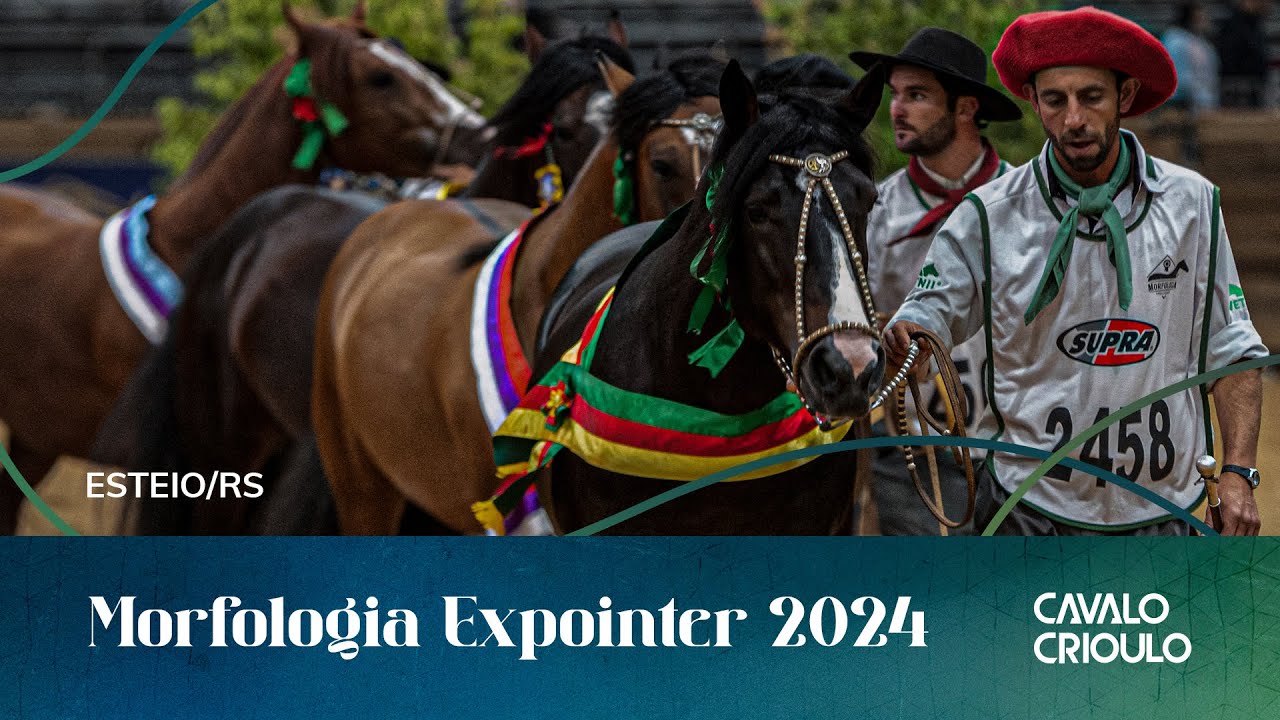 MORFOLOGIA EXPOINTER 2024 – POTRANCO MENOR E POTRANCO MAIOR – SEXTA ...