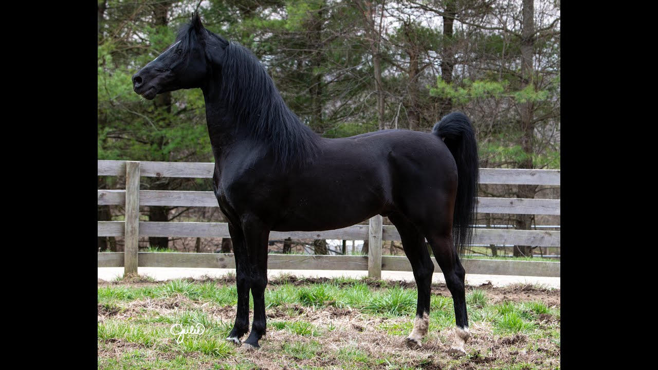 Morgan Stallion: Jaguar In Black - Total Horse Channel | Equestrian TV