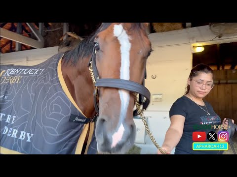 Mystik Dan | Morning After the 2024 Kentucky Derby - Total Horse ...