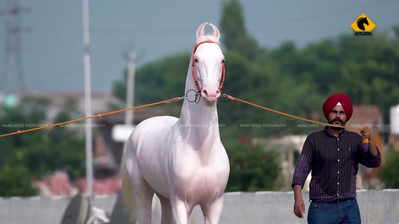 NUKRA HORSE • STALLION ANMOL RATTAN • DHILLON BROTHER’S STUD FARM ...