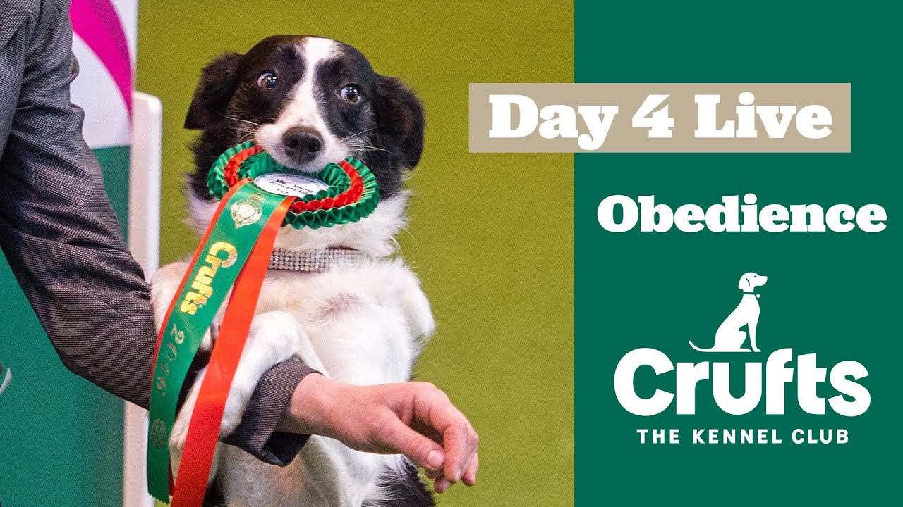 Obedience Day 4 LIVE | Dog Obedience Championship | Crufts 2025 – Total ...