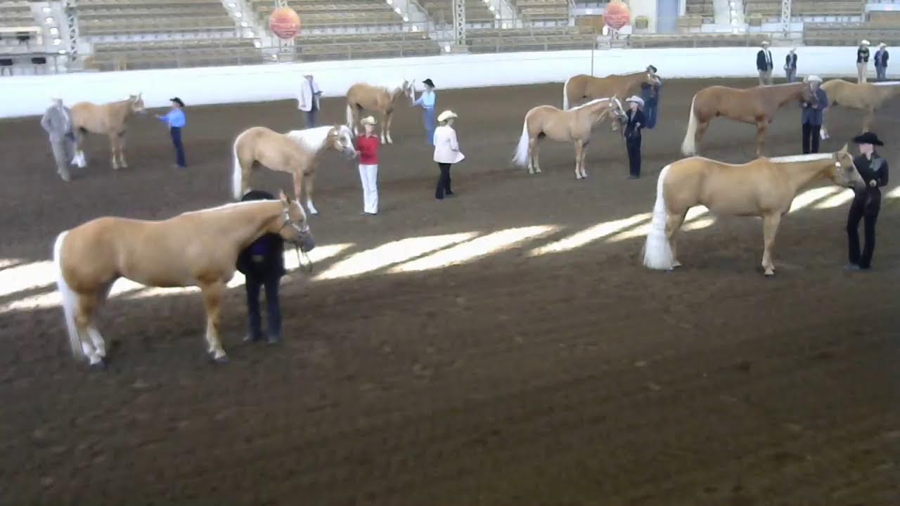 Palomino Horse Breeders of America (PHBA) World Show Live Day 10 ...