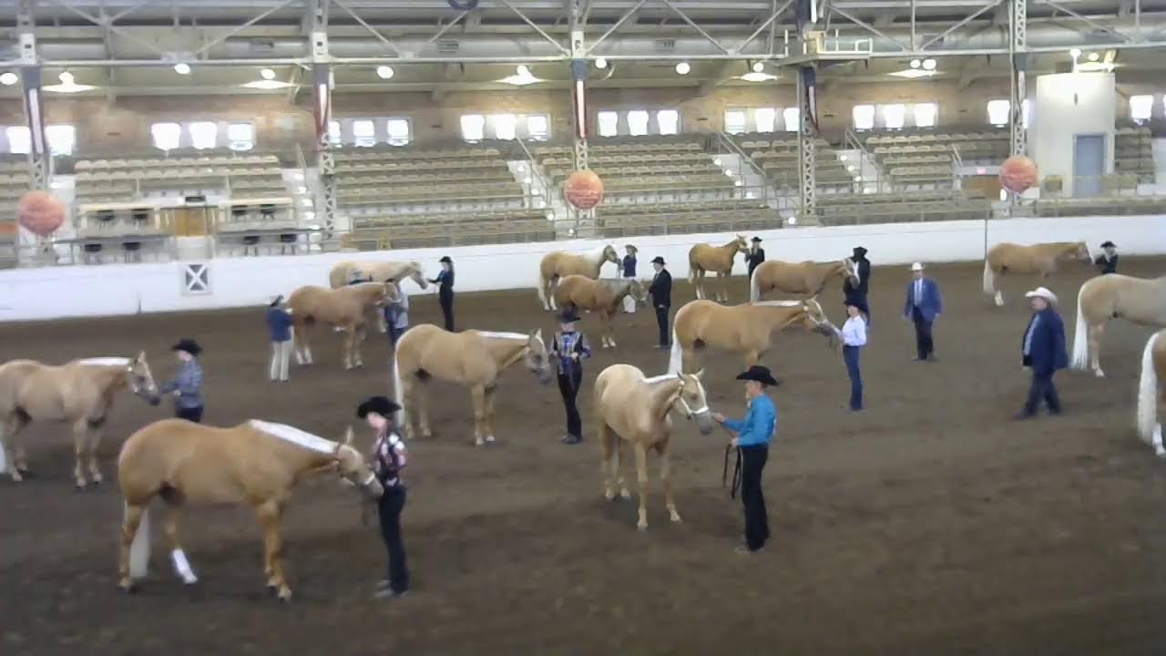 Palomino Horse Breeders of America (PHBA) World Show Live Day 11 ...