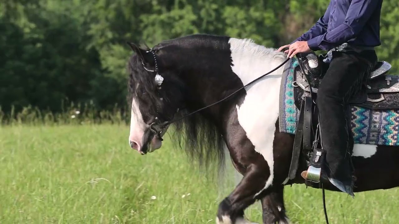 Pinto Gypsy Vanner Horse- Gitt Ready For A Showdown – Total Horse ...