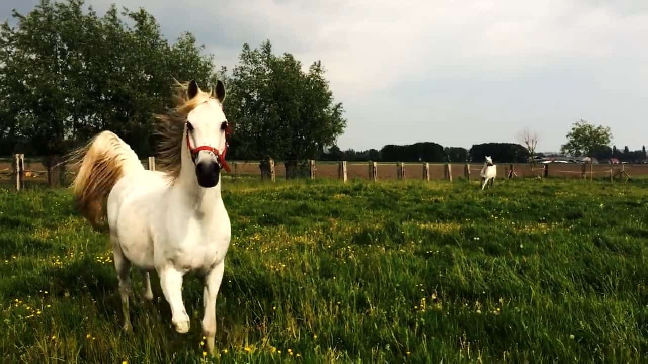 Prancing Around - Total Horse Channel | Equestrian TV