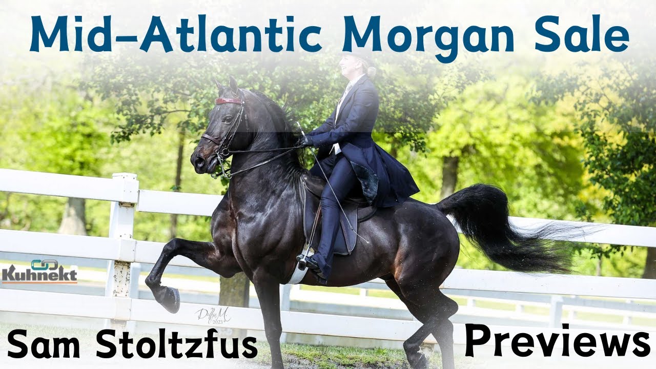 Previews & Podcast for the Mid-Atlantic Morgan Sale - Total Horse ...