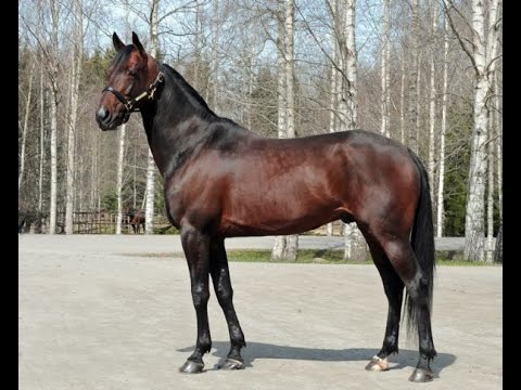 Sebastian K (EN). - Total Horse Channel | Equestrian TV