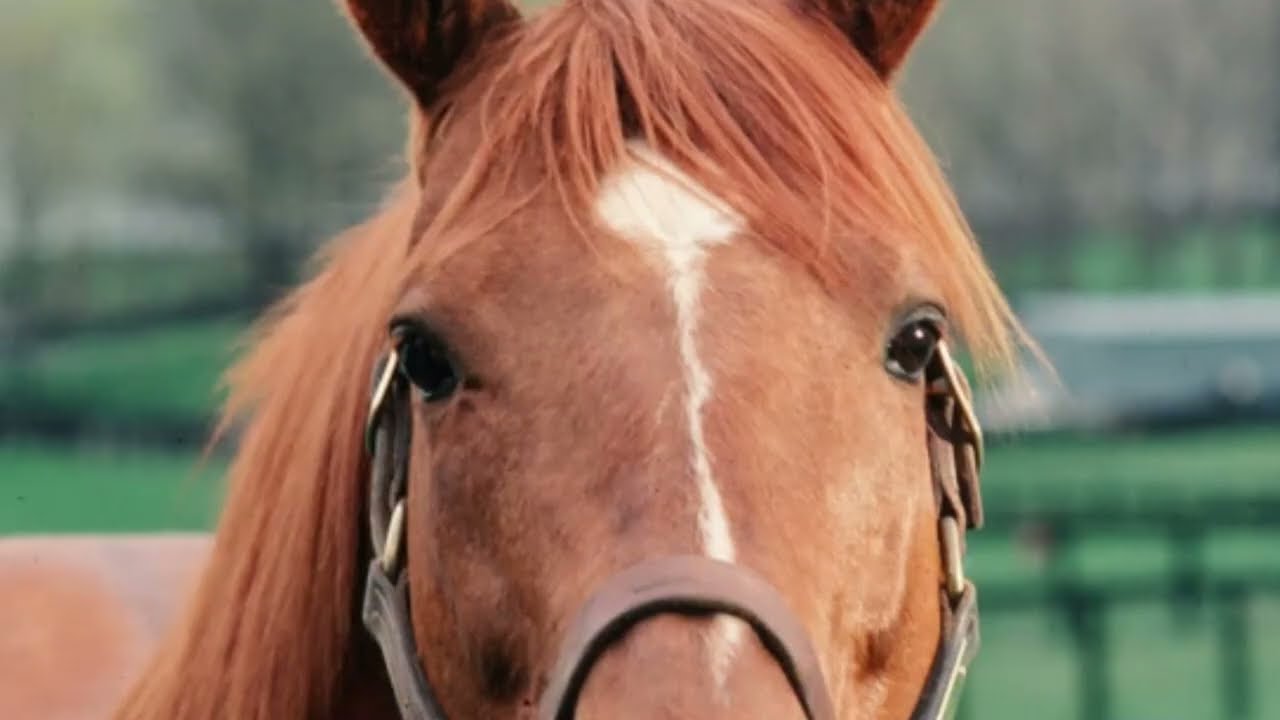 Secretariat: A Tribute Song - Total Horse Channel | Equestrian TV