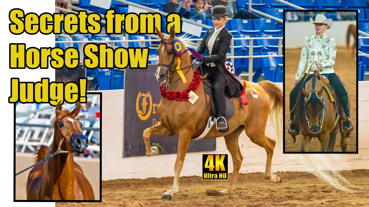 Secrets from a Horse Show Judge | What Does a Judge Look for? - Total ...
