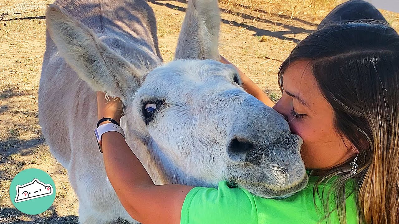 Senior Donkey Gets Jealous Every Time Carer Hugs Someone Else | Cuddle ...