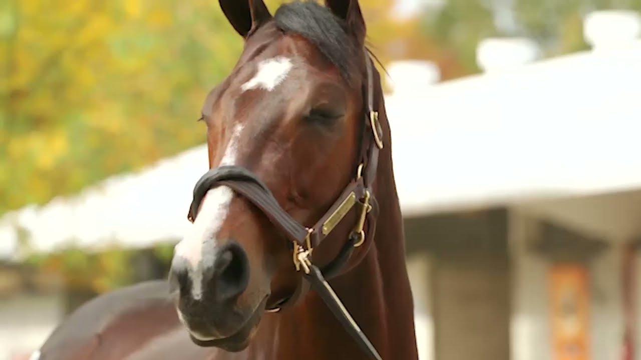 Songbird: She’s Special to All of Us (Saratoga Sale) – Total Horse ...