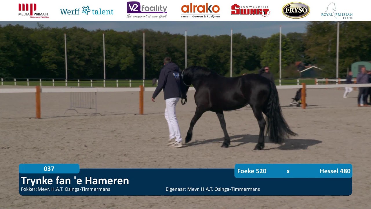 Stamboekkeuring | Harich| 25 september 2025 - Total Horse Channel | Equestrian TV