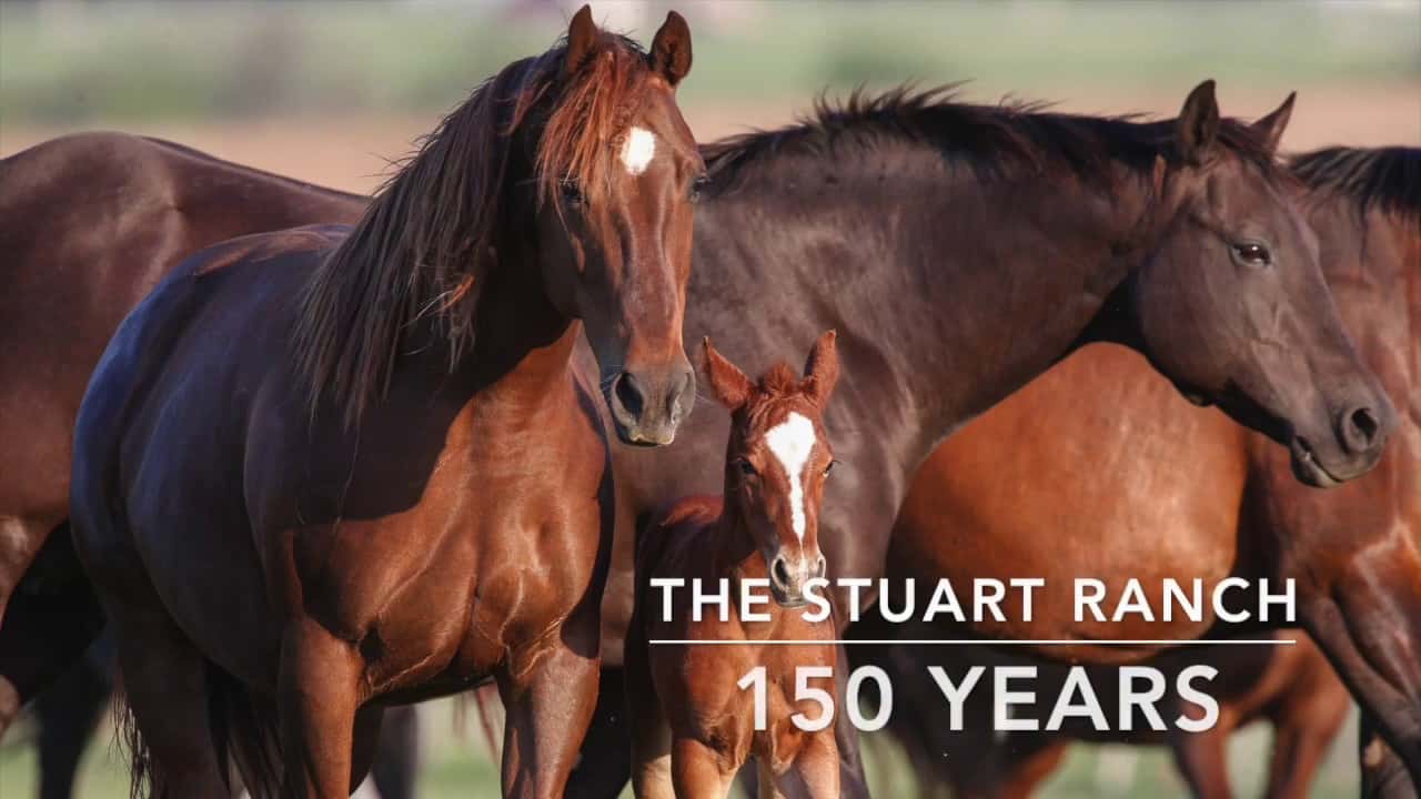 Stuart Ranch – 150 Years - Total Horse Channel | Equestrian TV