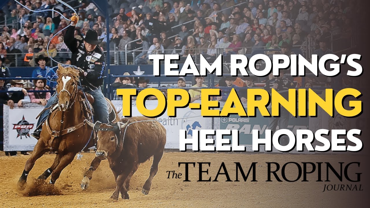 Team Roping’s Top 5 Highest-Earning Heel Horses | Western Sports ...