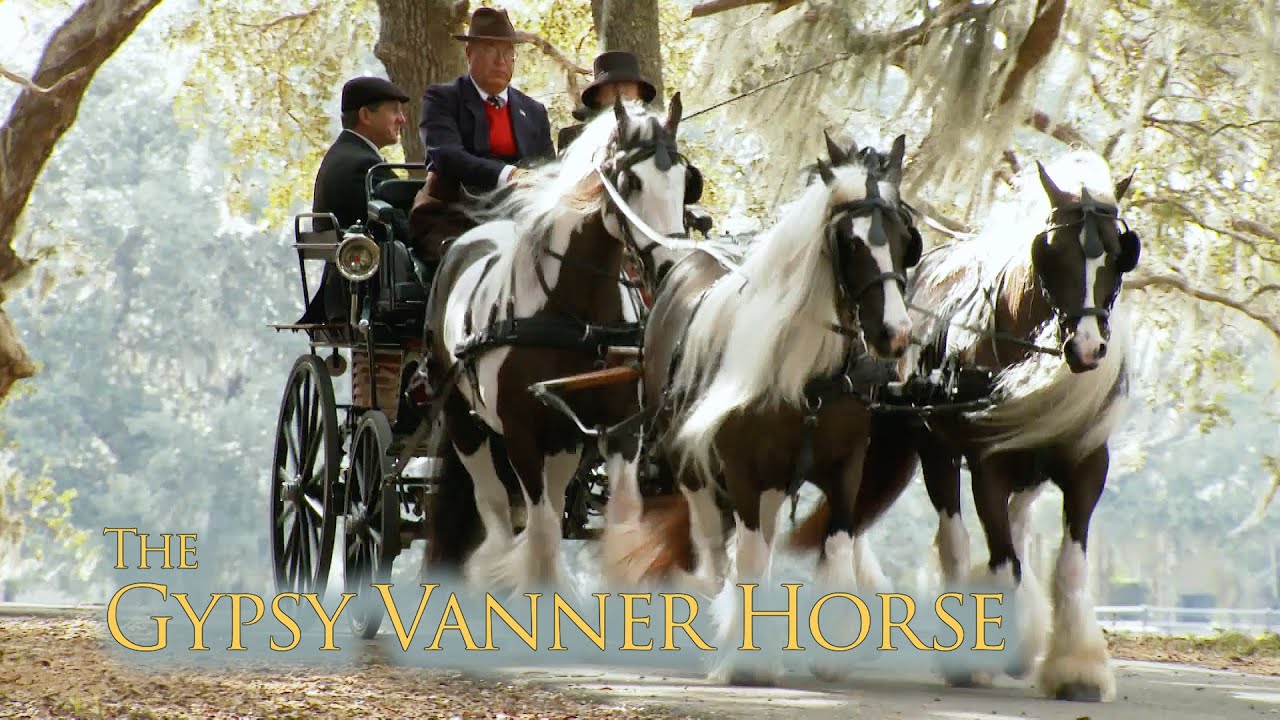 The Gypsy Vanner Horse - Total Horse Channel | Equestrian TV