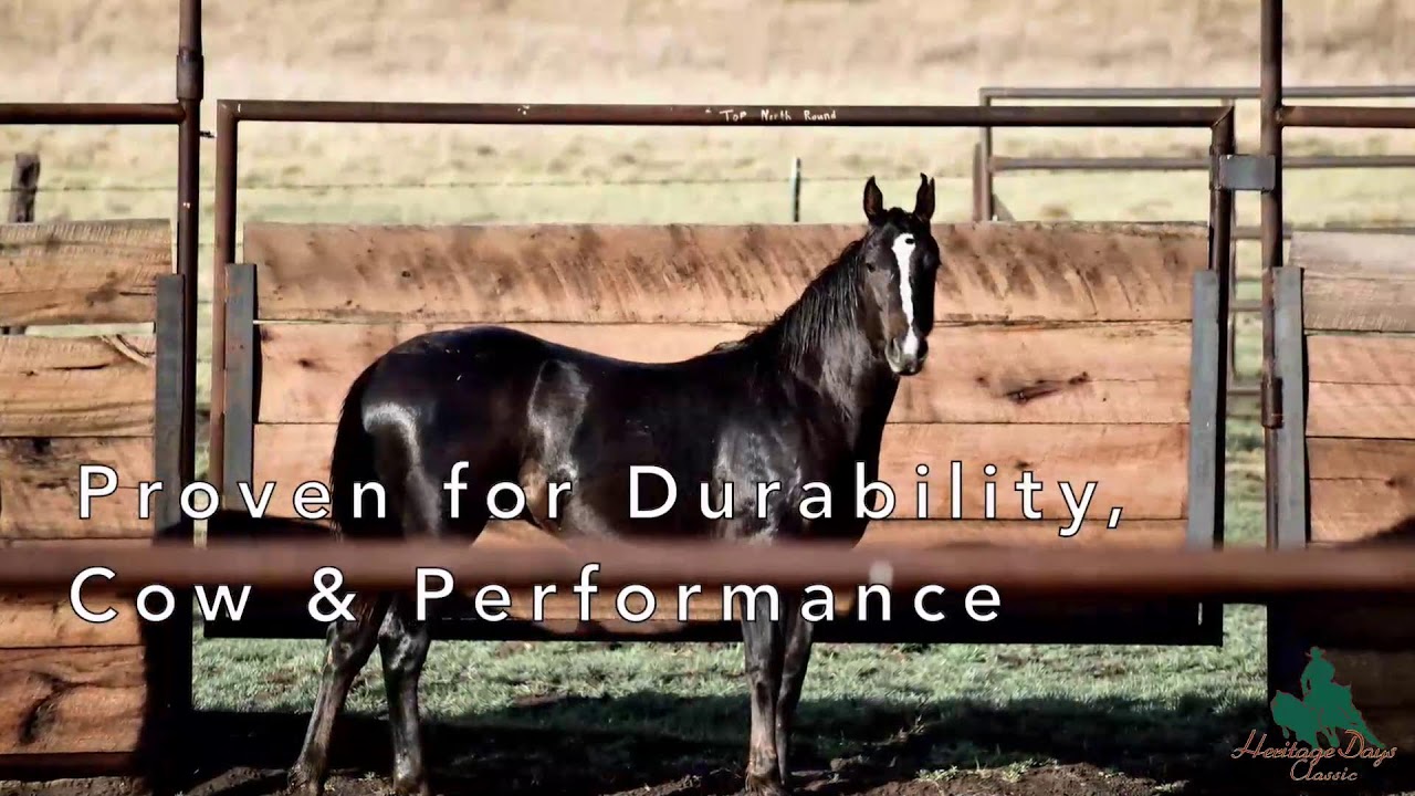 The Heritage Days Classic Reined Cow Horse Show | LIVE – Total Horse ...