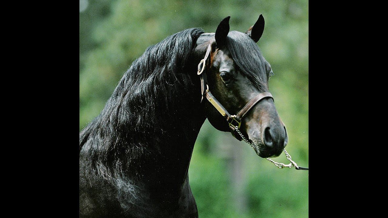 THE LIPPITT MORGAN HORSE • THE CONSUMMATE SPORT HORSE - Total Horse ...