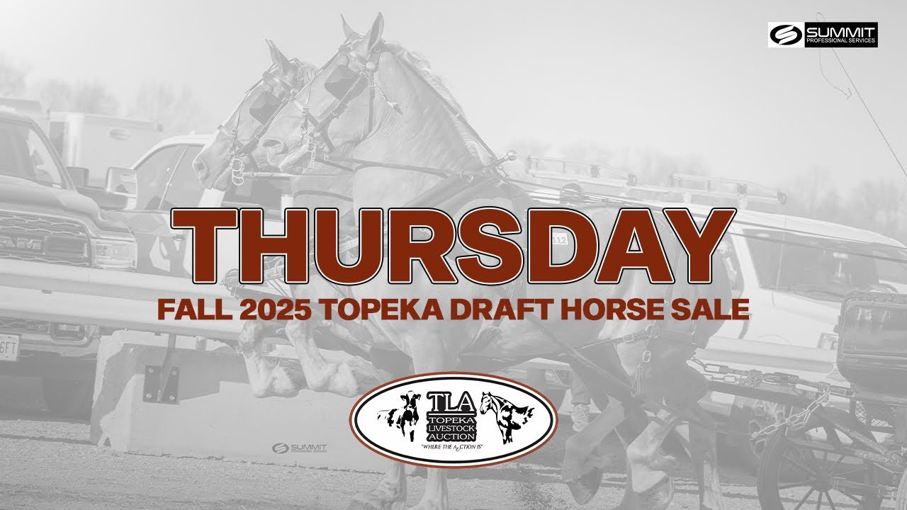 Topeka Draft Horse Sale – Thursday Fall 2025 - Total Horse Channel ...