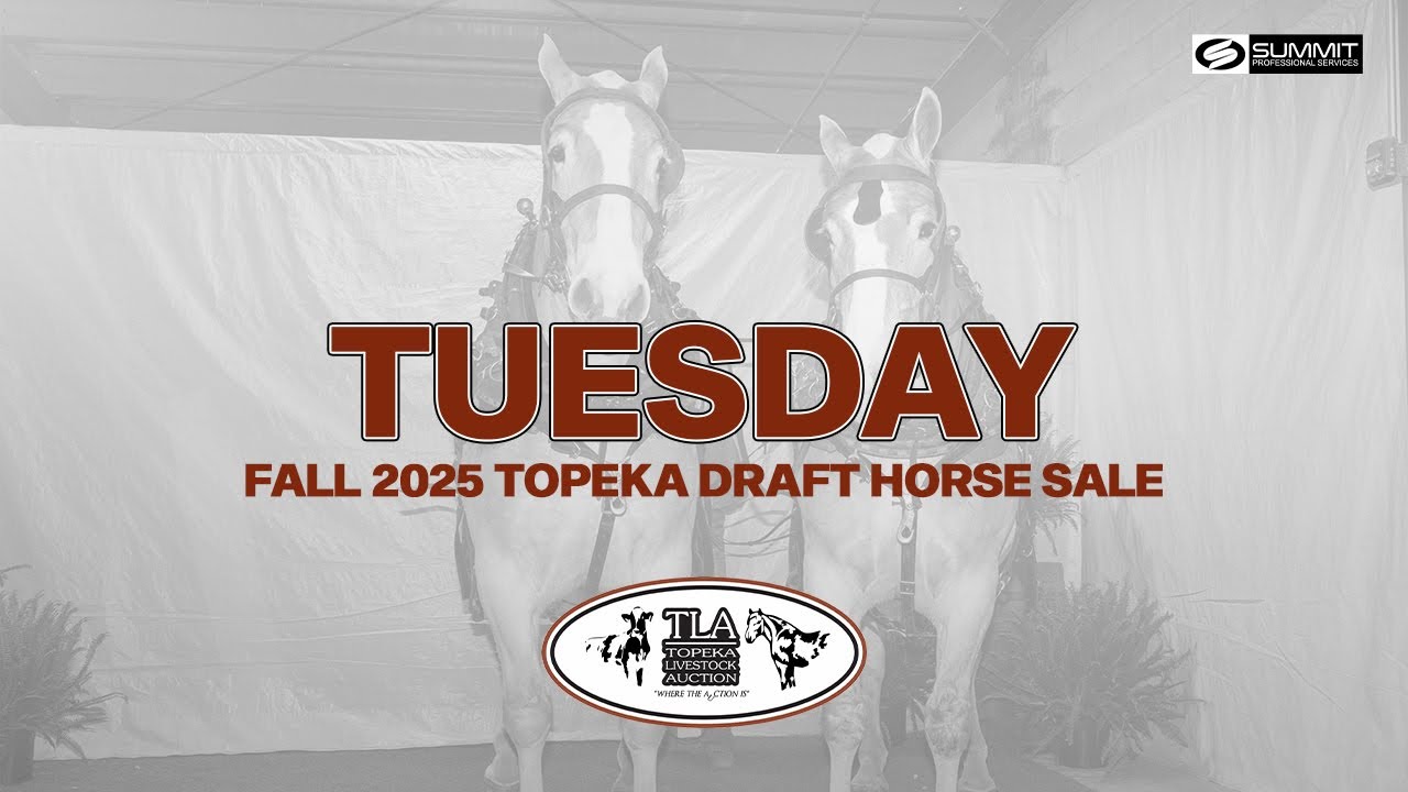 Topeka Draft Horse Sale – Tuesday Fall 2025 - Total Horse Channel ...