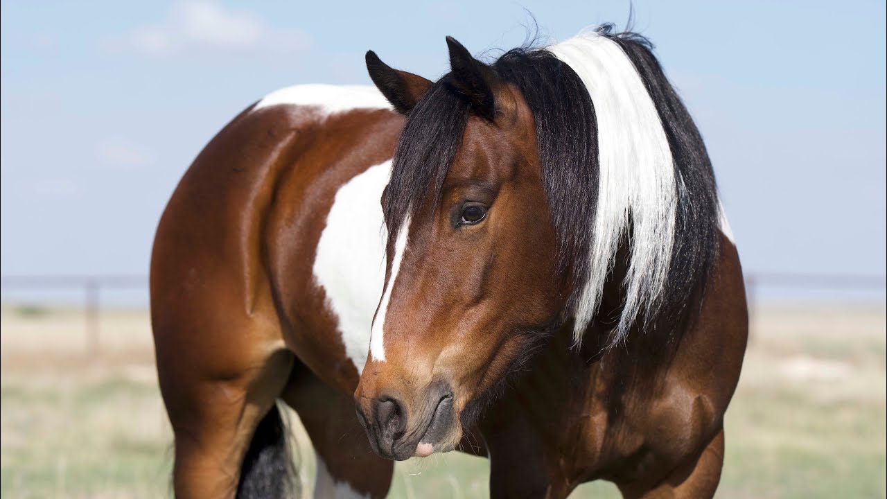 Twix gorgeous gypsy cross that is offered on Horsebid.com - Total Horse ...