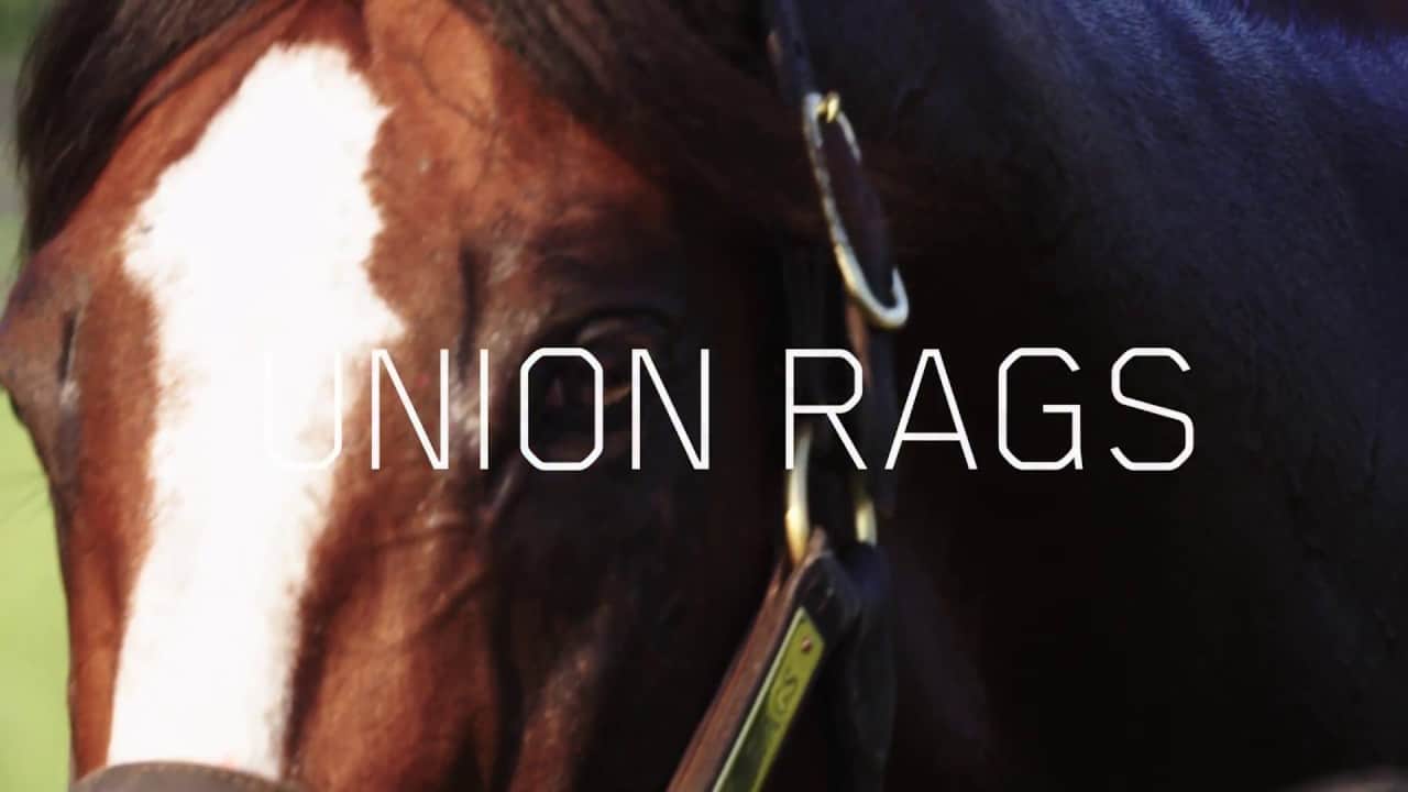 UNION RAGS – A stallion that stands above the rest - Total Horse ...