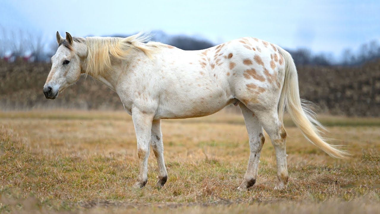 Vinny – Available at EquineAuction.com! – Total Horse Channel ...