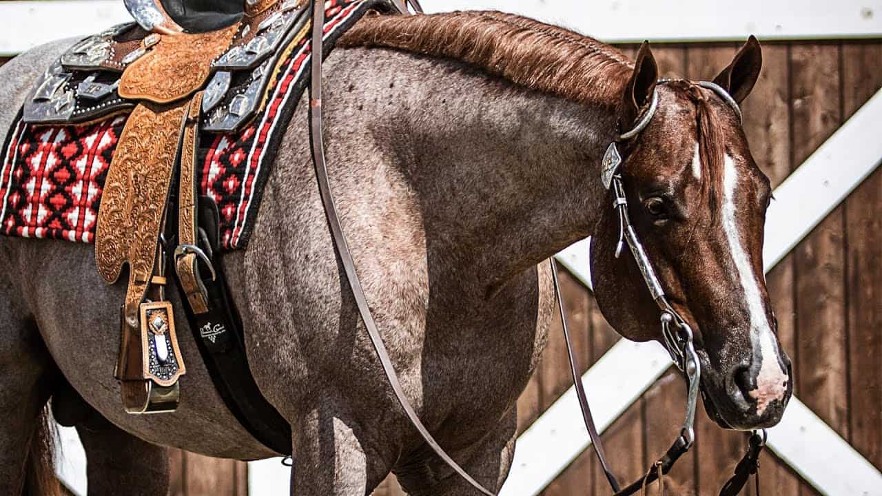VS Code Red: The Beat Goes On - Total Horse Channel | Equestrian TV