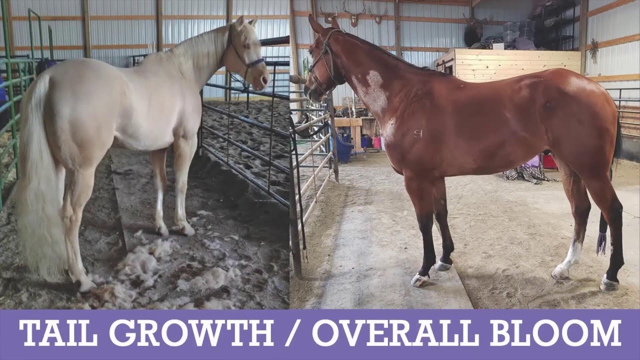 Xtreme Mini Million Performance 3 of 3 - Total Horse Channel ...